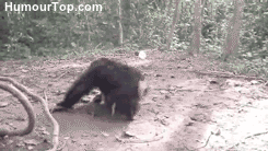 Funny s funny lol GIF - Find on GIFER