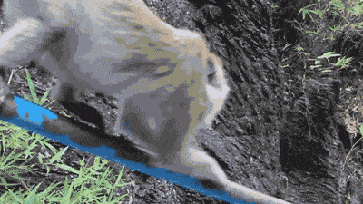 GIF time monkeys - animated GIF on GIFER