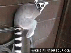 GIF lemur - animated GIF on GIFER