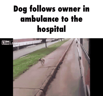 Dog hospital GIF - Find on GIFER