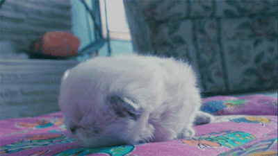 Fluffy Munchkin Kitten Gif Munchkin Cat Running GIFs | Tenor