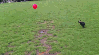 Boston terrier GIF - Find on GIFER