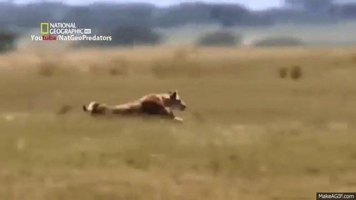 GIF lions - animated GIF on GIFER