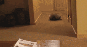 Racoon rolling funny animals GIF - Find on GIFER