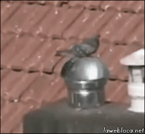 Funny Pigeon Gif