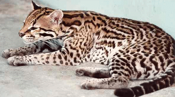 Movie rose slap GIF - Find on GIFER