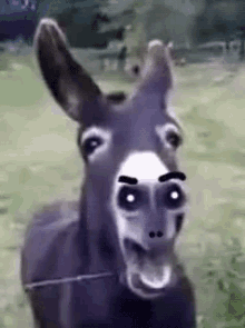 Jackass GIF - Find on GIFER