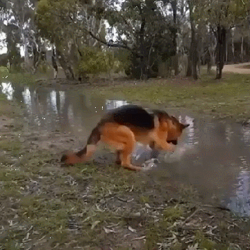 GIF joy insane - animated GIF on GIFER