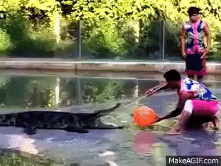Crocodile GIF - Find on GIFER