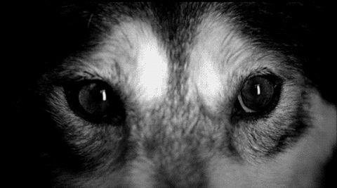 Barking GIF - Find on GIFER