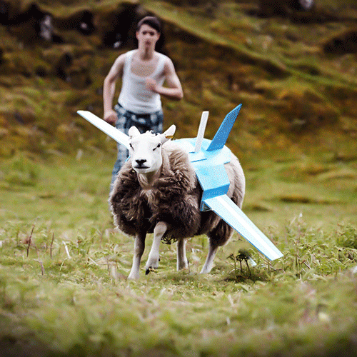 GIF mouton sheep - animated GIF on GIFER