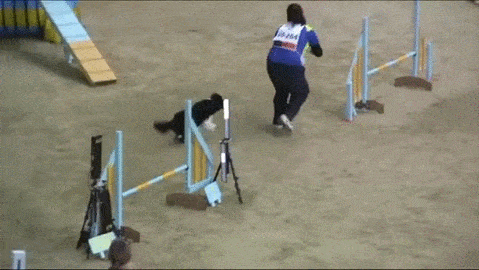 Dog fail GIF - Find on GIFER