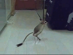 Annie rodent GIF - Find on GIFER