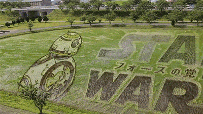 GIF star wars rice - animated GIF on GIFER