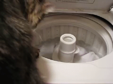 Stealing cat GIF - Find on GIFER