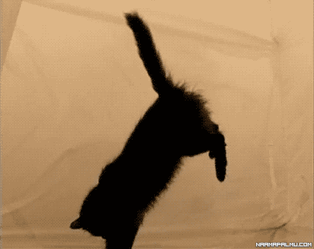 Cat space GIF - Find on GIFER