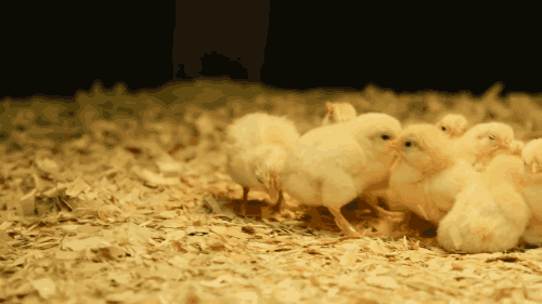 GIF star wars chick bb 8 - animated GIF on GIFER