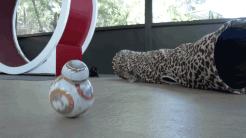Cat robot kitten GIF - Find on GIFER