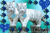 GIF cub - animated GIF on GIFER