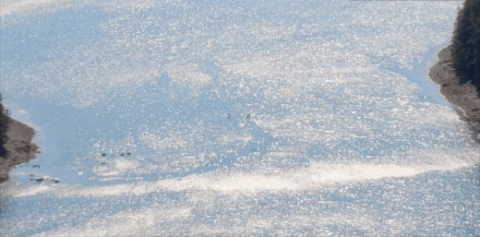 GIF alaska - animated GIF on GIFER