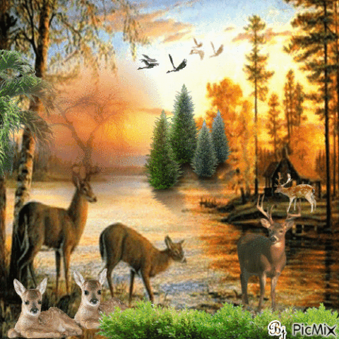 Peaceful GIF - Find on GIFER