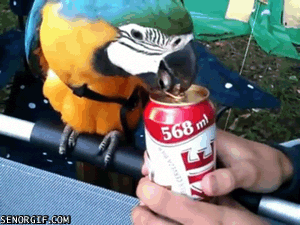 Parrot beer animals GIF - Find on GIFER