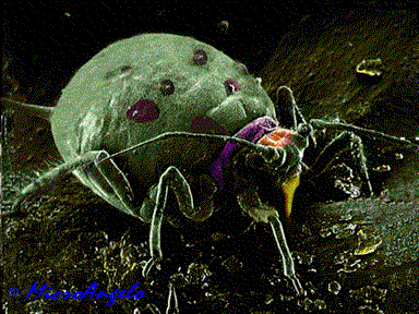Entomology GIF - Find on GIFER