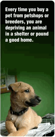GIF animal rights - animated GIF on GIFER