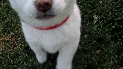 Backflip animals GIF - Find on GIFER