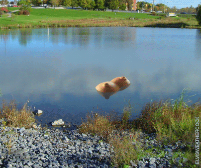 Pond GIF - Find on GIFER