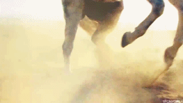 Equestrian dressage horse GIF - Find on GIFER