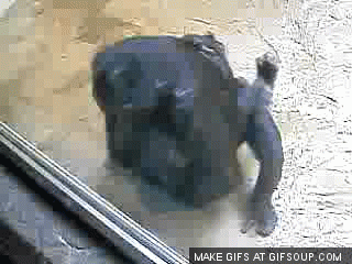 GIF chimp - animated GIF on GIFER