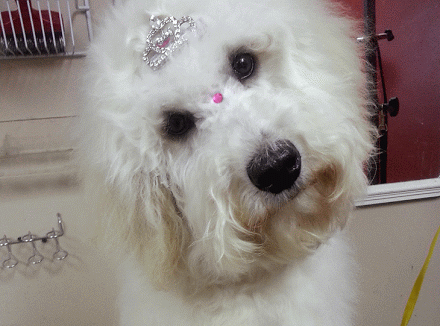 GIF grooming - animated GIF on GIFER