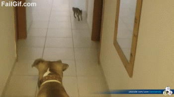 Cat dog hopping GIF - Find on GIFER