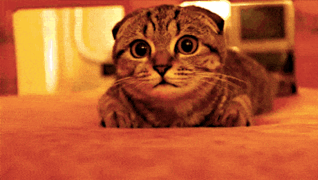 GIF humorous - animated GIF on GIFER