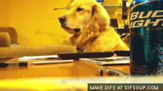 Golden GIF - Find on GIFER