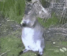 Stealing food thieving crow sad kangaroo GIF - Find on GIFER