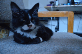 Kitties dab cat GIF - Find on GIFER