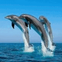 Dolphin GIF - Find on GIFER