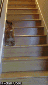 Stairs GIF - Find on GIFER