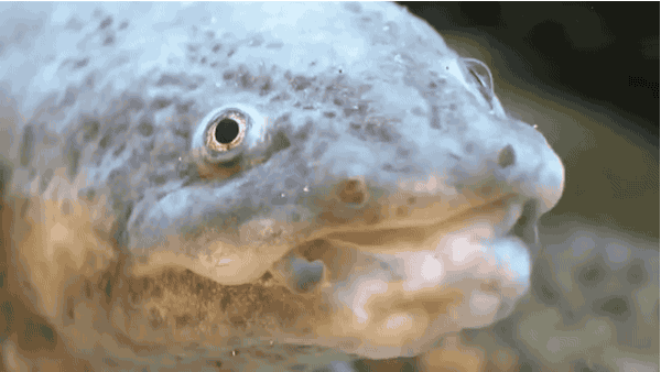 Animals GIF - Find on GIFER