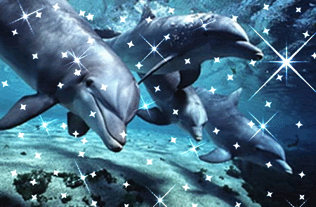 Delfin GIF - Buscar en GIFER