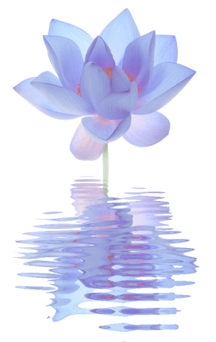 GIF lotus - animated GIF on GIFER