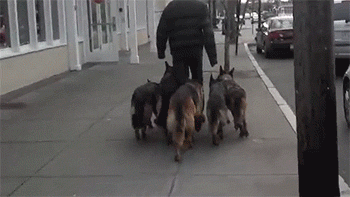 Dog dogs pack GIF - Find on GIFER