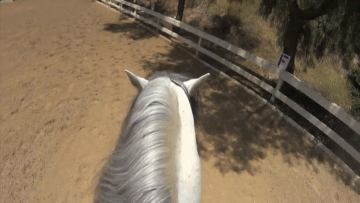 Equestrian horse horses GIF - Find on GIFER