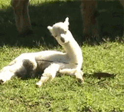 GIF ad campaign - animated GIF on GIFER