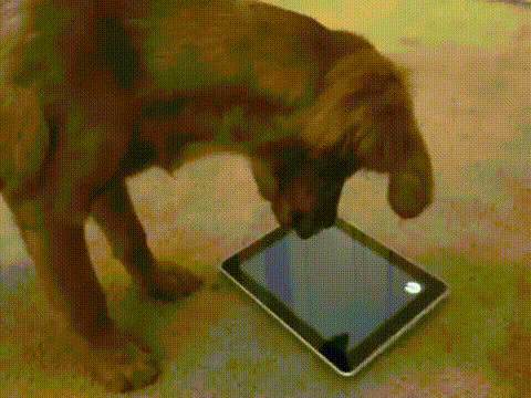 Golden retriever GIF - Find on GIFER