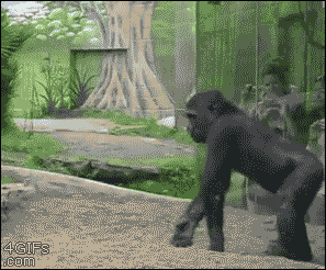 Gorilla animals dad GIF - Find on GIFER