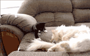Cracking up GIF - Find on GIFER