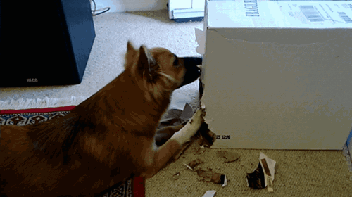 GIF funny cute dog - animated GIF on GIFER